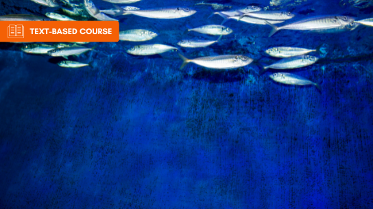 Fish Passage and Screening Design | CPD Engineers by learnformula